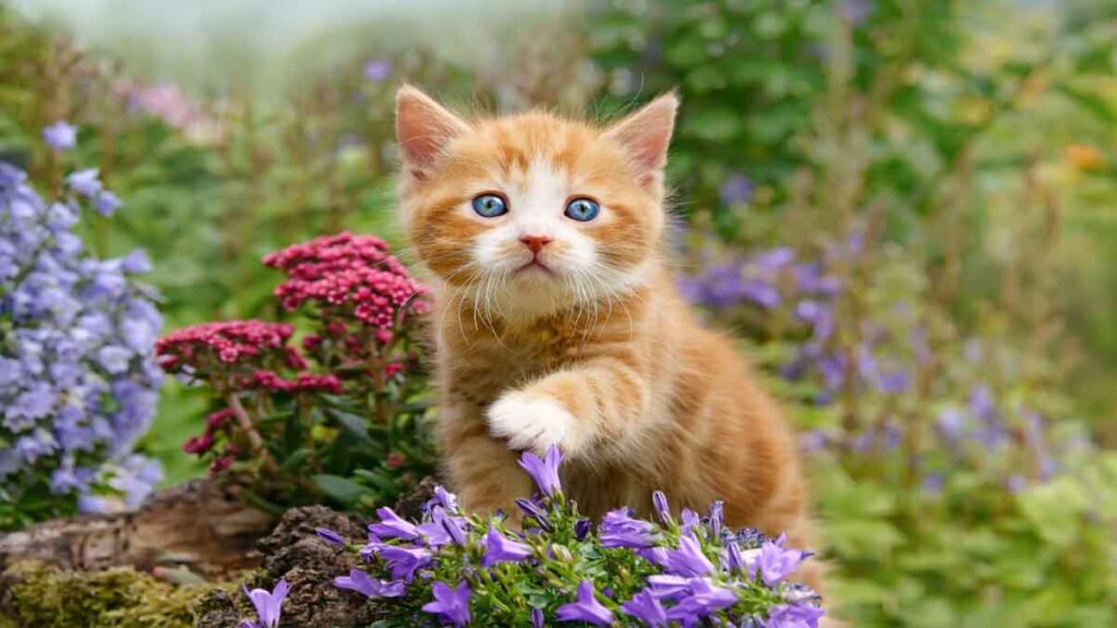 Apa yang Benar-Benar Dipikirkan Kucing Anda? Pakar Perilaku Kucing Buka ...