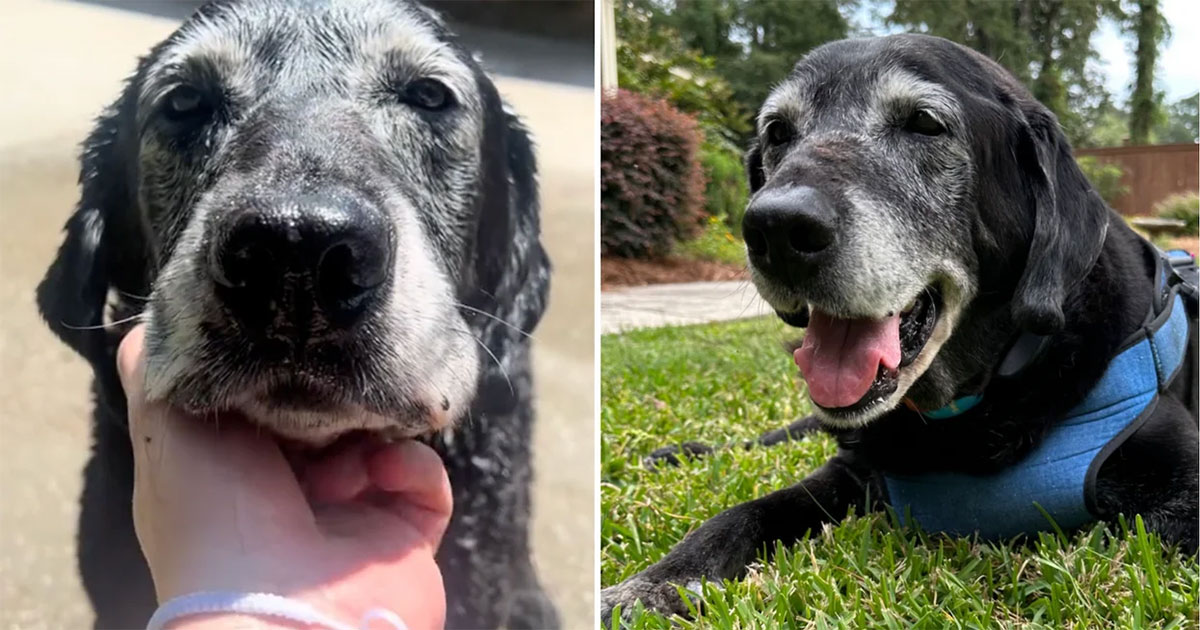 Penghormatan Mengalir Setelah Kematian Anjing yang Viral di TikTok ...