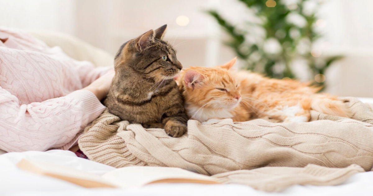 Jenis Pola Kucing Tabi adalah Pola Bulu Kucing Biasa, Bukan Jenis Ras ...